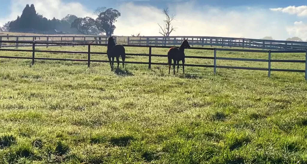 Gallery - Heartland Horse Farm