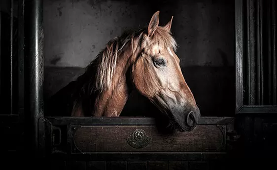Horse Agistment - Heartland Horse Farm