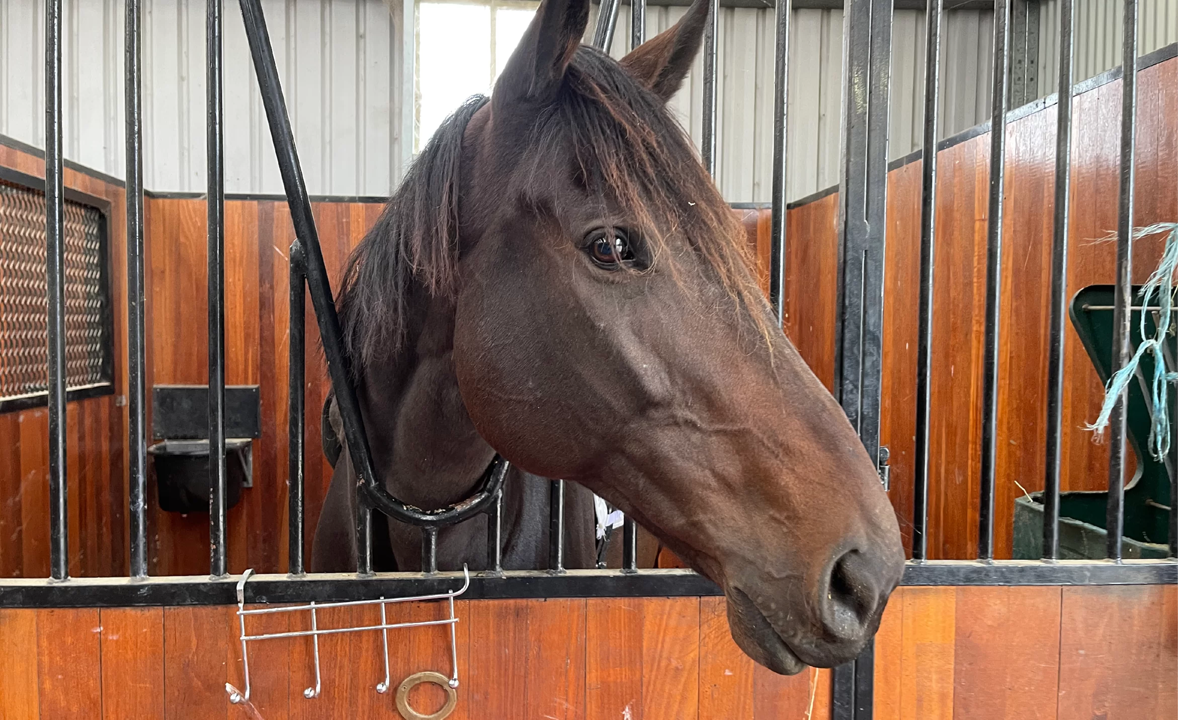 Horse Agistment in Southern Highlands, NSW at Heartland