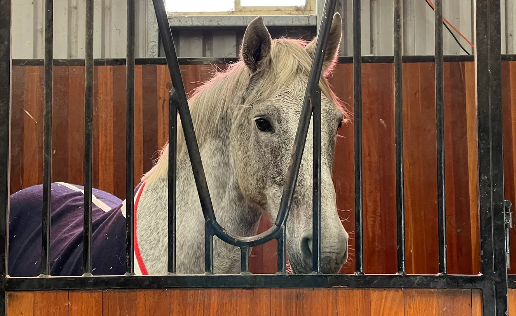 Horse Agistment in Southern Highlands, NSW at Heartland